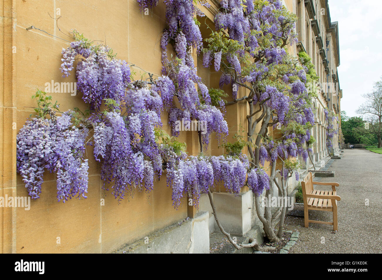 Wisteria On Building High Resolution Stock Photography and Images - Alamy