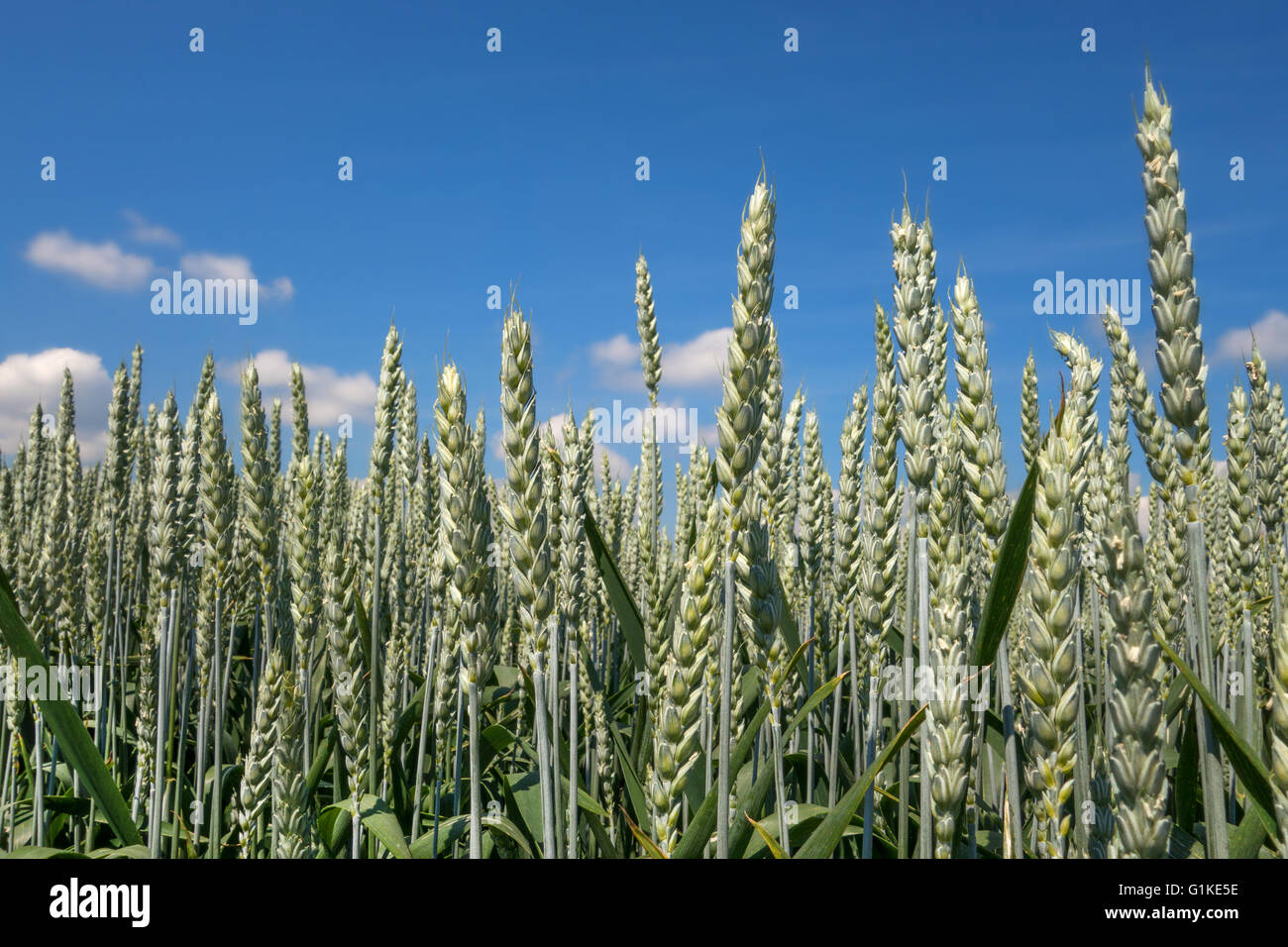 Ear wheat hi-res stock photography and images - Alamy