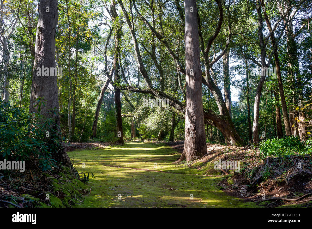 Madeira trees hi-res stock photography and images - Alamy