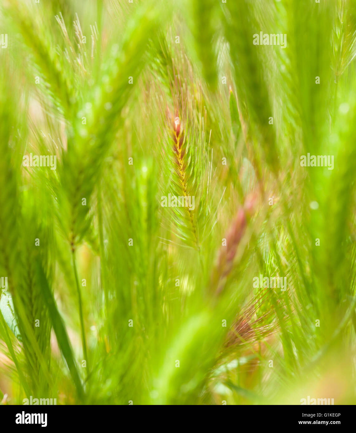 Flora of Gran Canaria - young plants of Hordeum, wild barley Stock ...