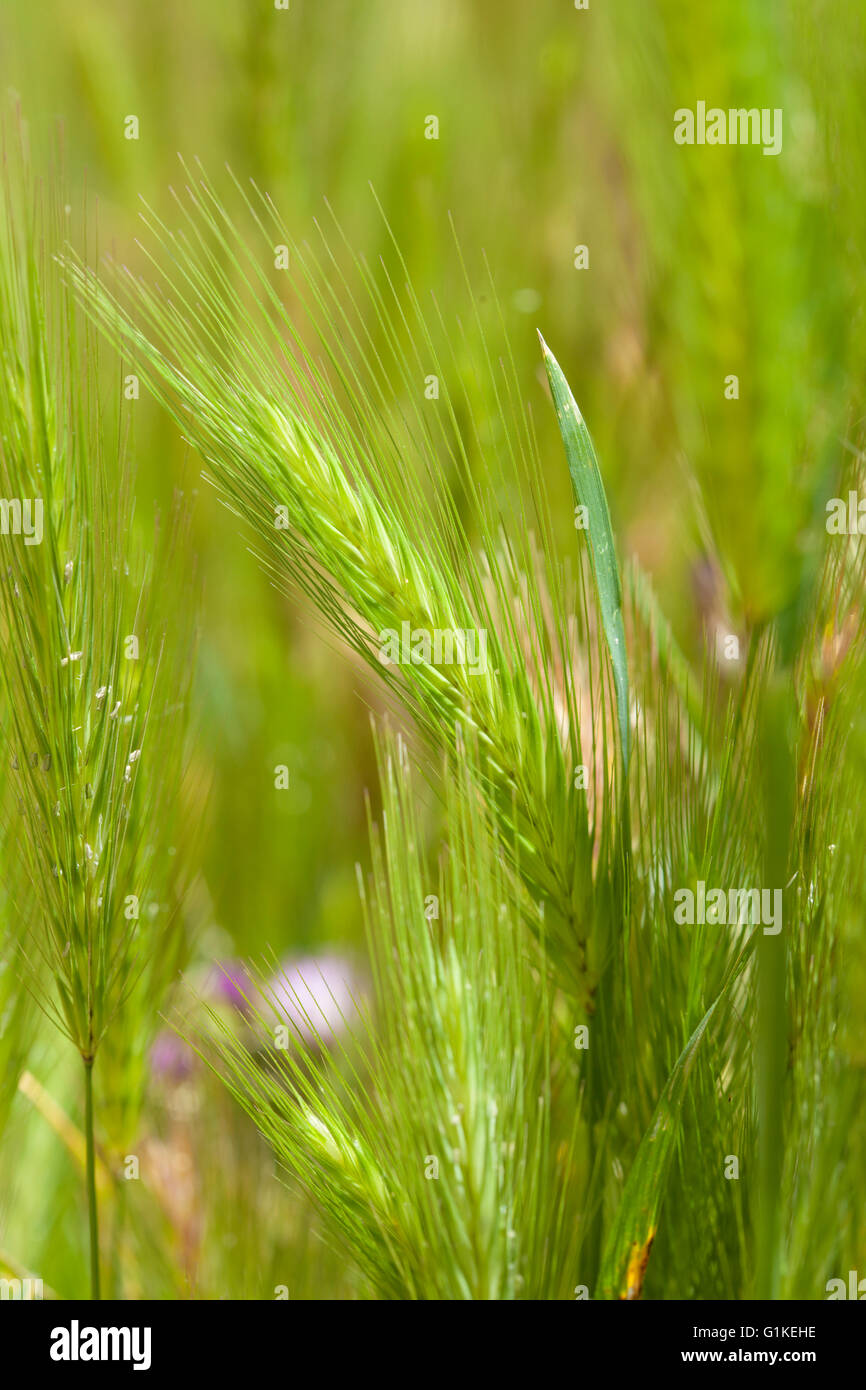 Young barley plants hi-res stock photography and images - Alamy