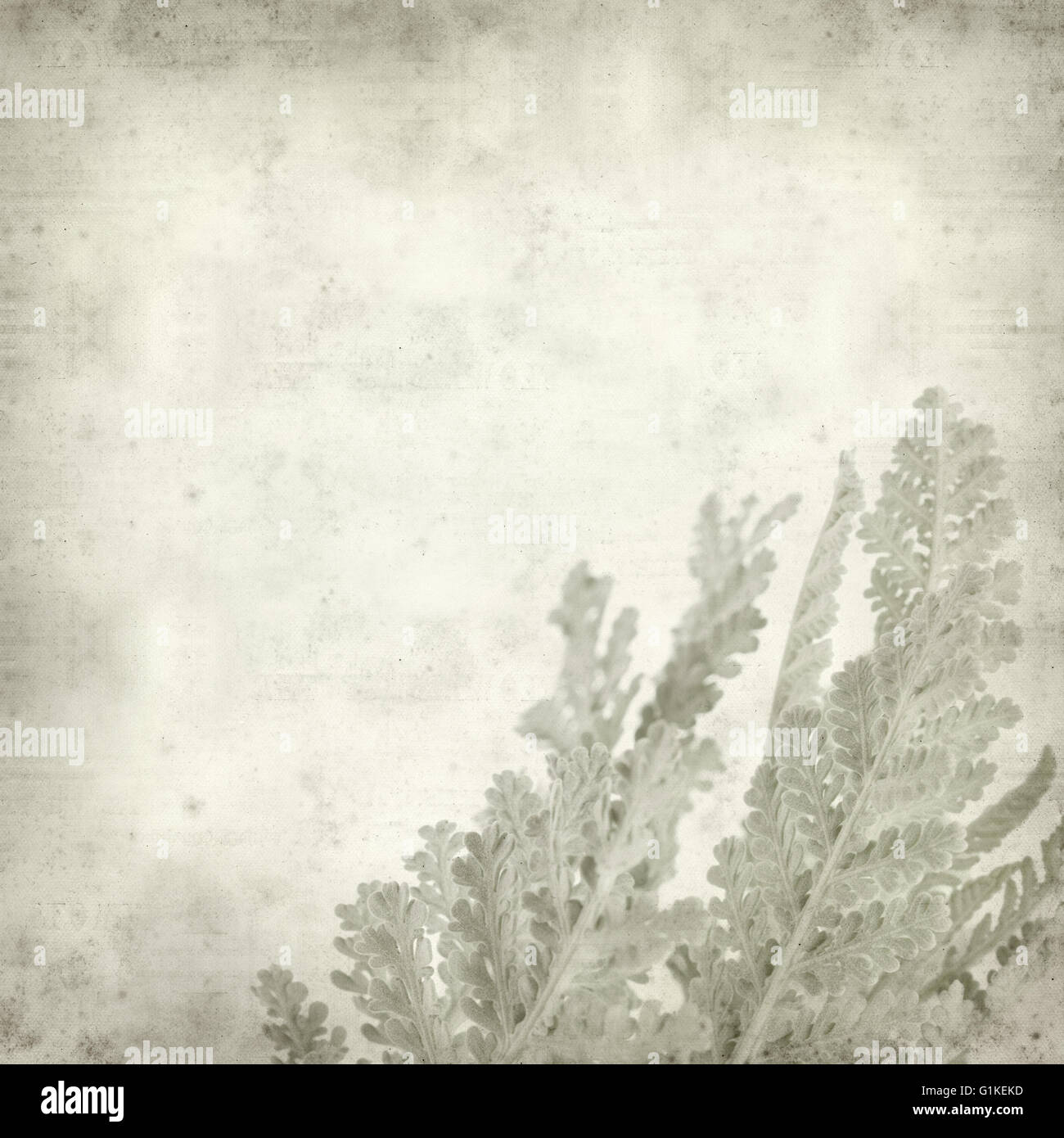 textured old paper background with silver tansy leaves Stock Photo - Alamy