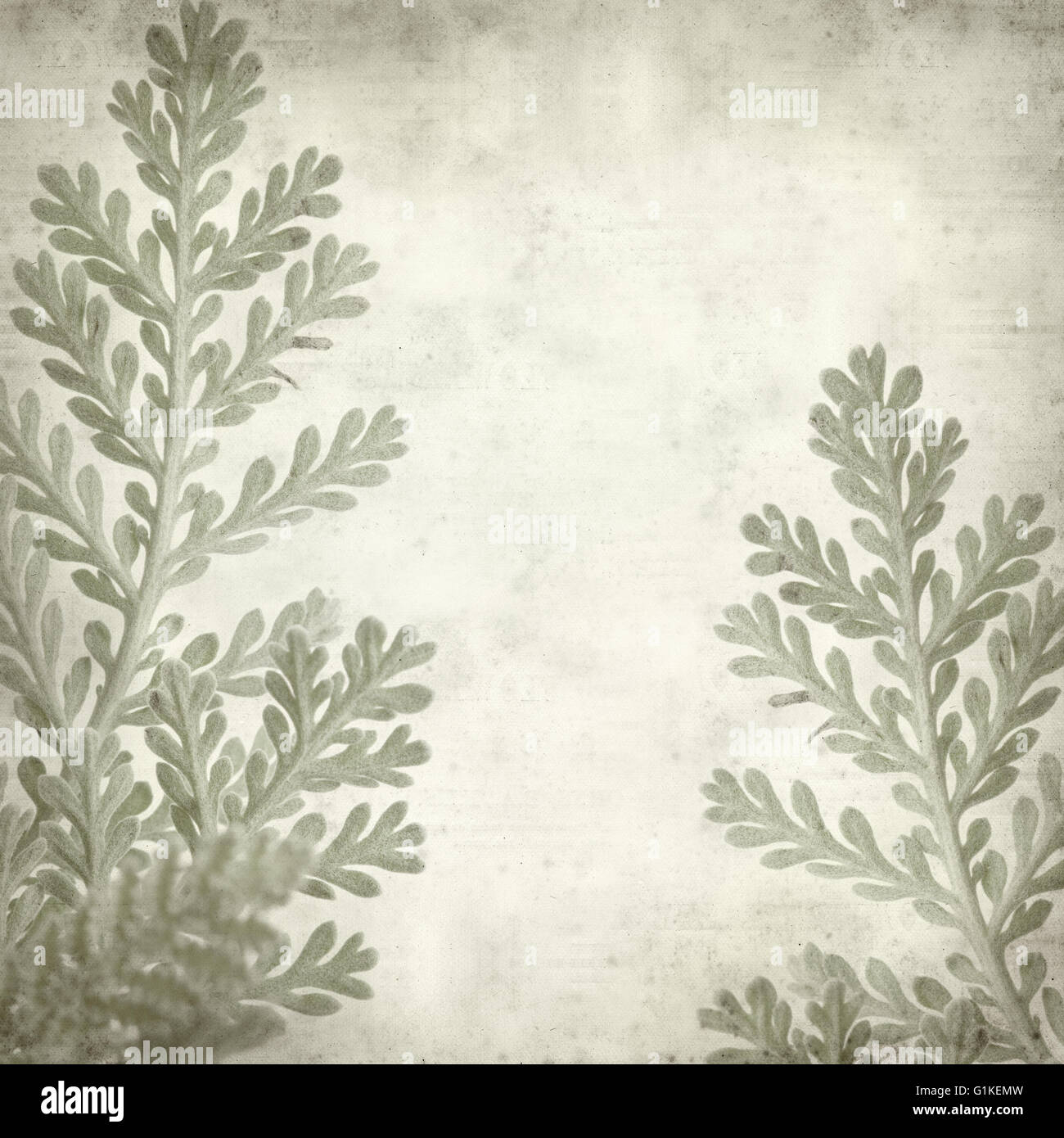 textured old paper background with silver tansy leaves Stock Photo - Alamy