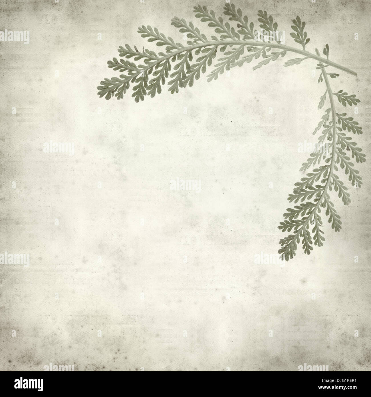 textured old paper background with silver tansy leaves Stock Photo - Alamy