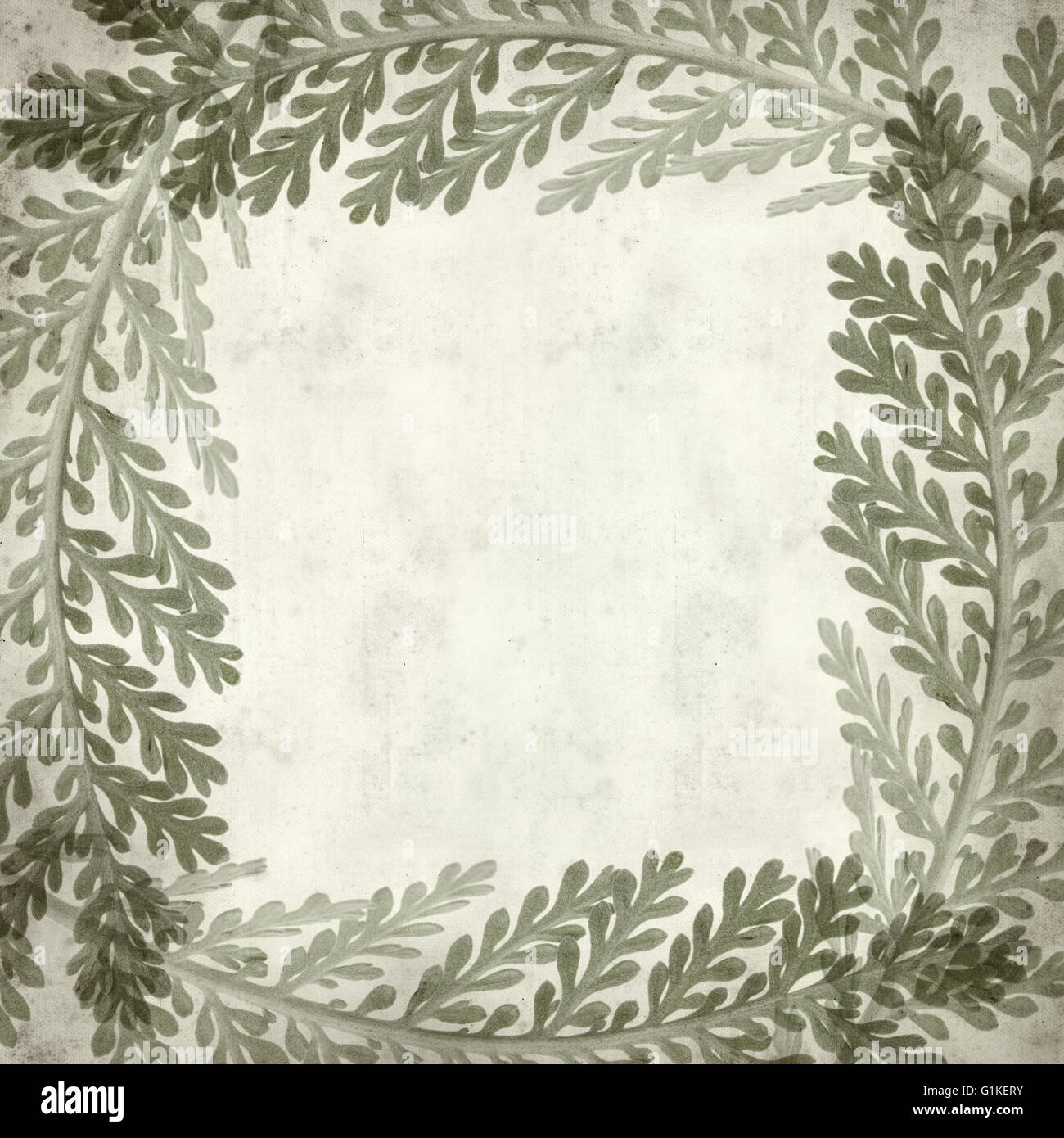 textured old paper background with silver tansy leaves Stock Photo - Alamy
