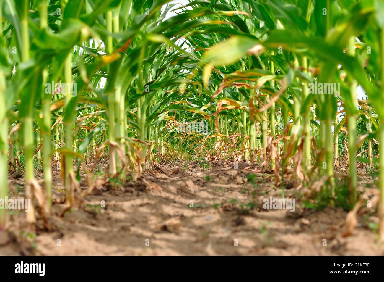 Rows of fresh green corn field in summer Stock Photo - Alamy