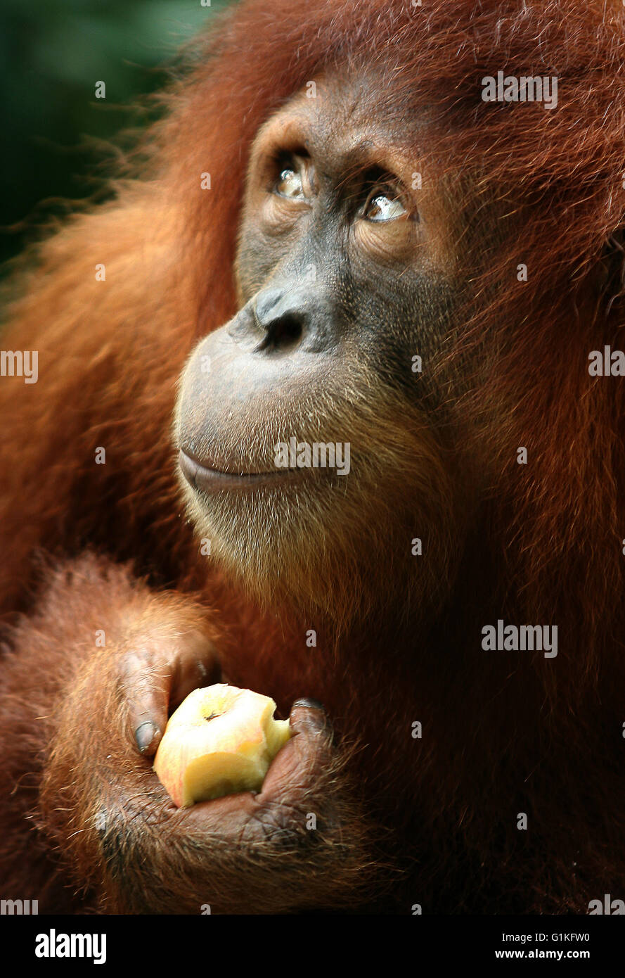 Monkey Jungle High Resolution Stock Photography and Images - Alamy