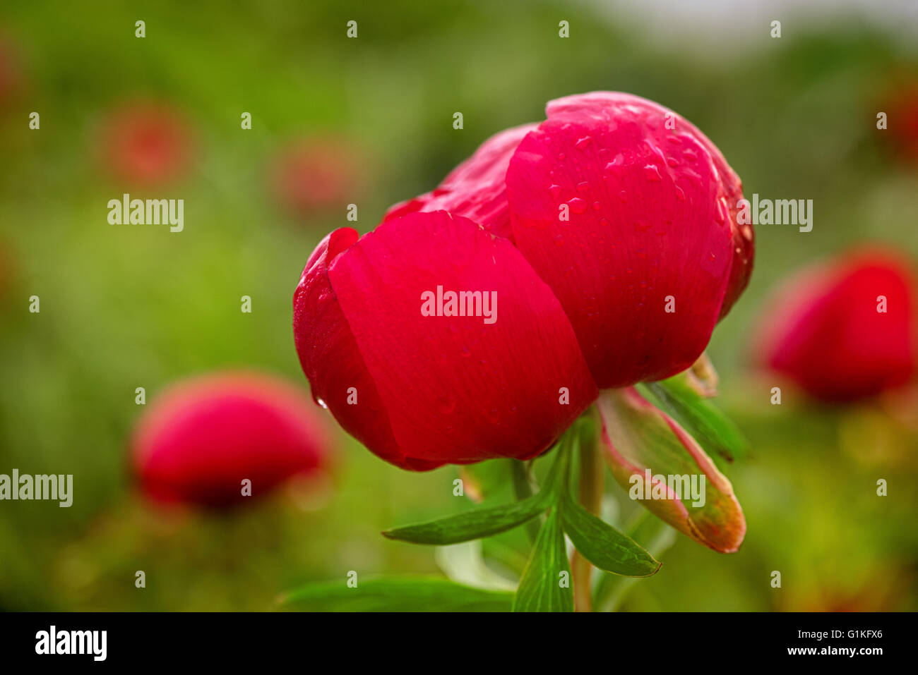 Wild peonies at National Archaeological Reserve Yailata Stock Photo - Alamy