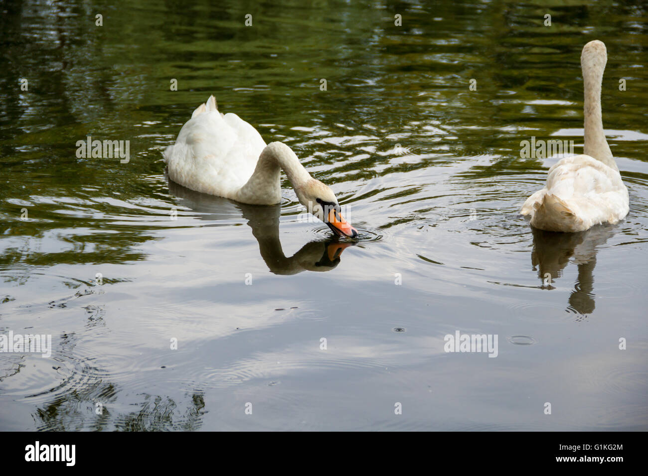 swan eating in a lake in summer day Stock Photo - Alamy