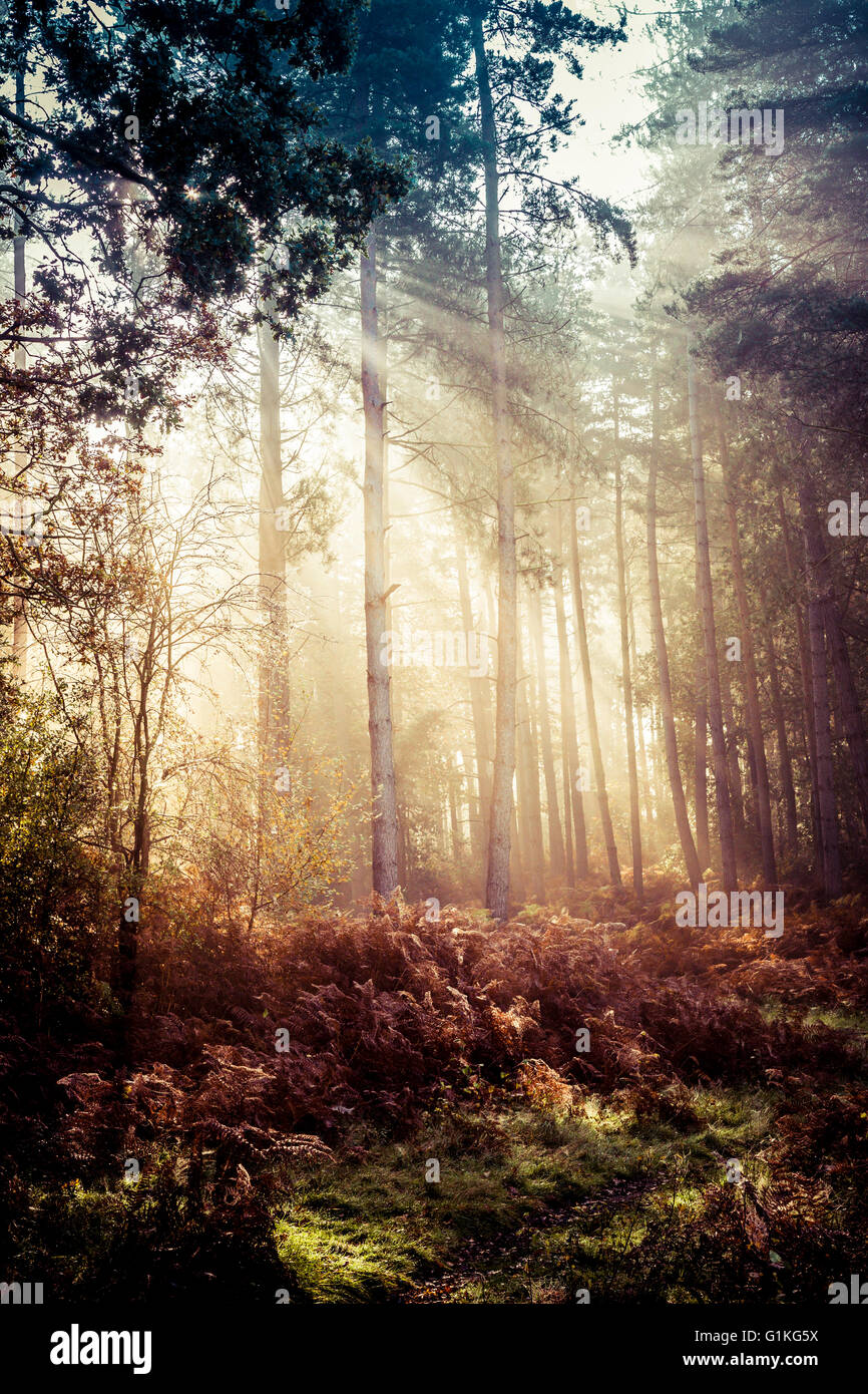 Sunlight coming through trees hi-res stock photography and images - Alamy