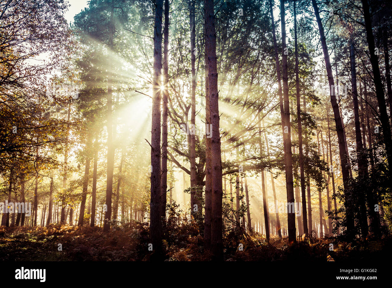 Glowing sun through trees hi-res stock photography and images - Alamy