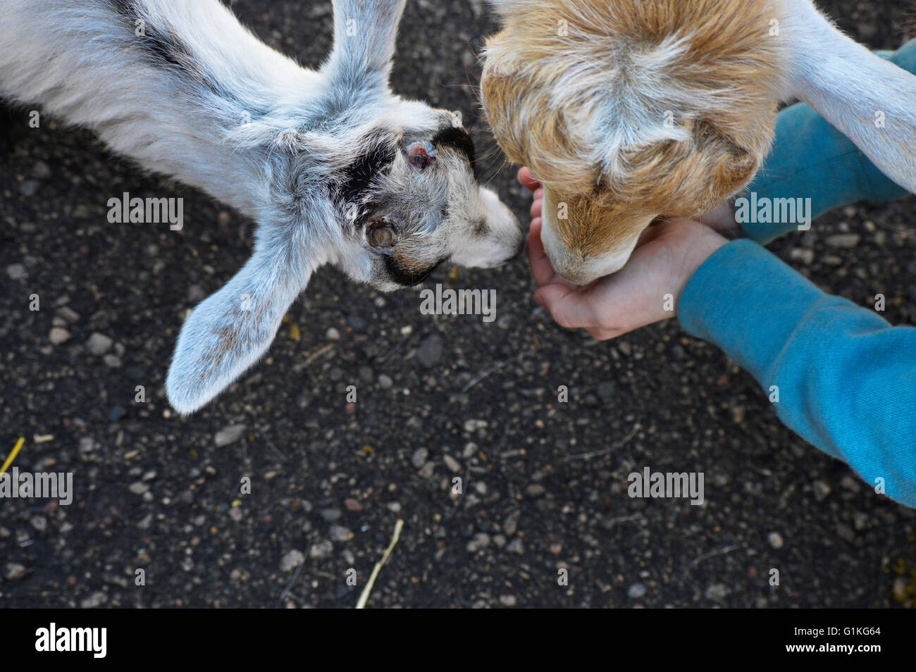 Kid Feeding a Goat Stock Photo - Alamy