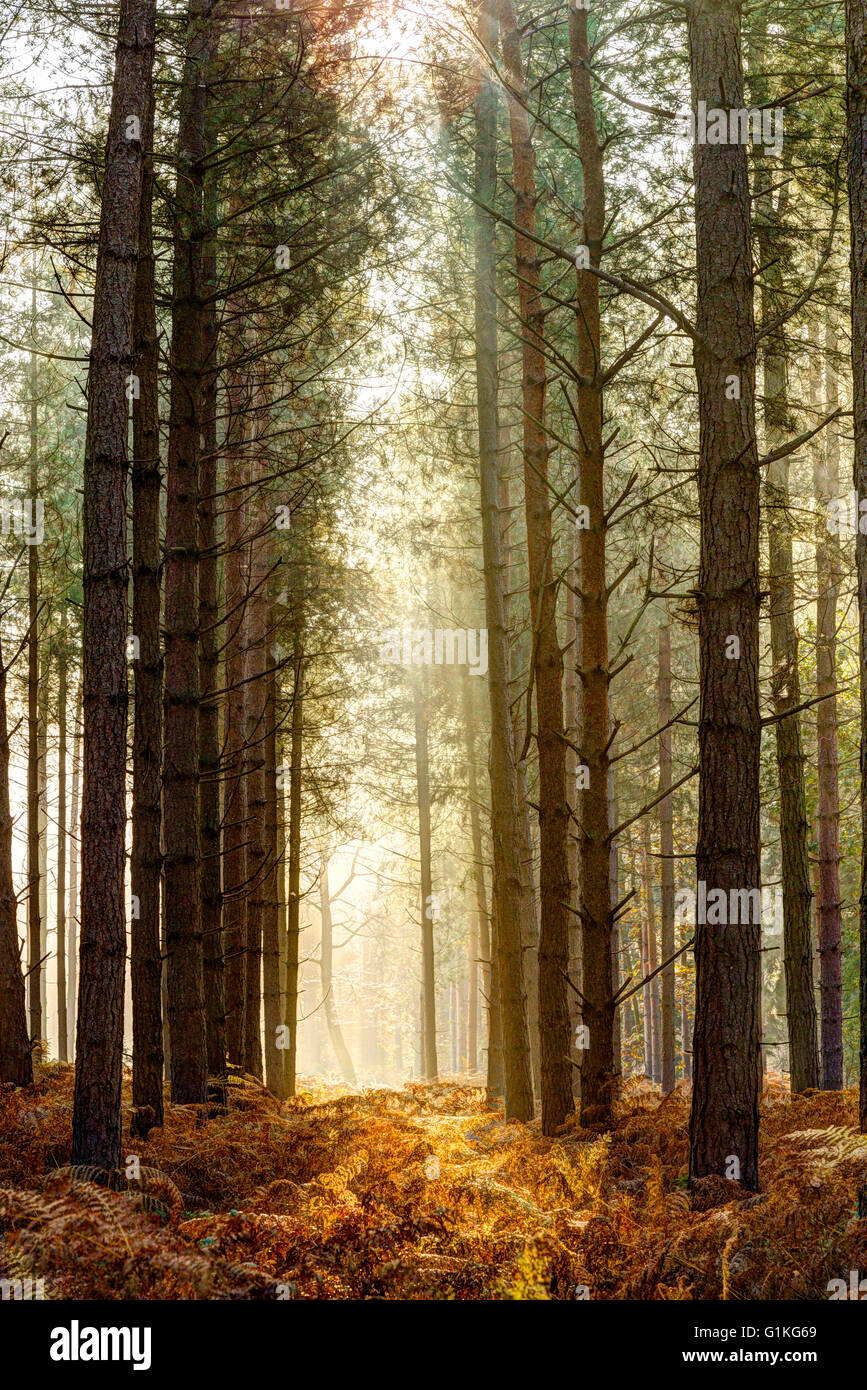 Opening through trees hi-res stock photography and images - Alamy