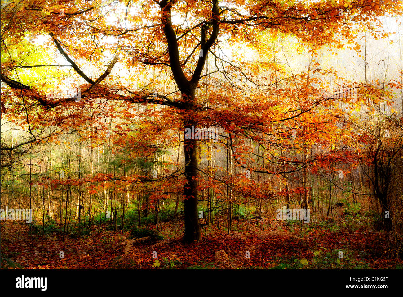 Sunlight coming through trees hi-res stock photography and images - Alamy