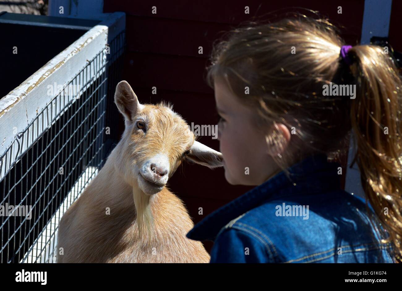 Kid Feeding a Goat Stock Photo - Alamy