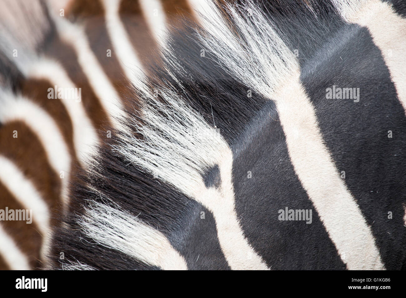 Texture of Common Zebra skin background Stock Photo - Alamy