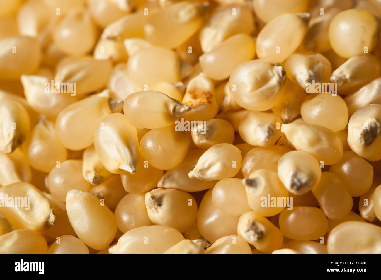 Raw Organic White Popcorn Kernals Ready to Use Stock Photo - Alamy