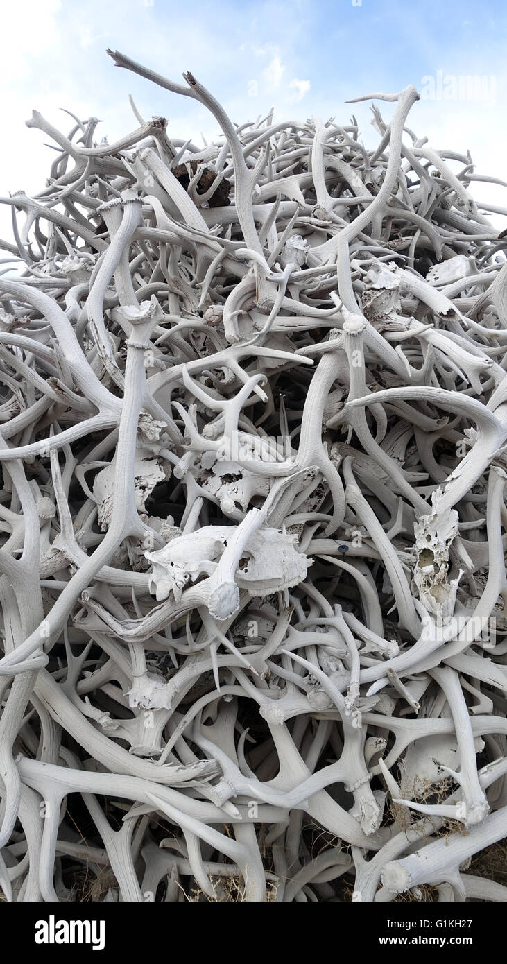 Pile of antlers hi-res stock photography and images - Alamy