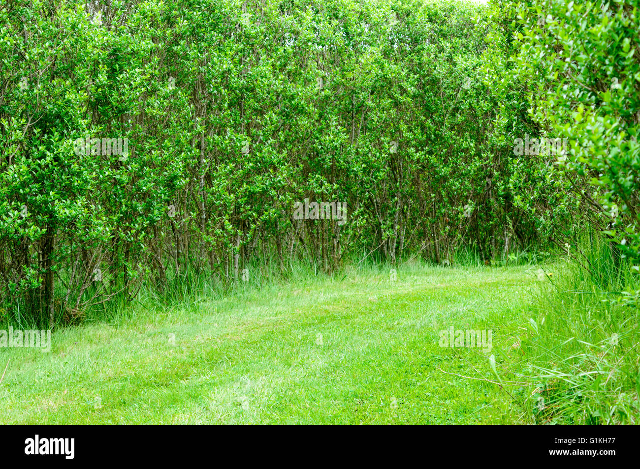 a grassy path hidden by tall shrubs leading to a gazebo Stock Photo - Alamy