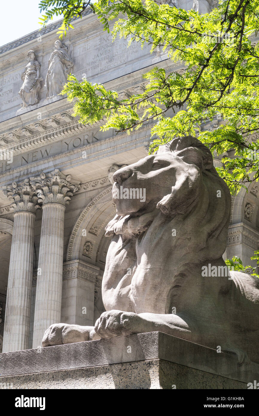 Lion Statue, New York Public Library, Main Branch, NYC Stock Photo - Alamy