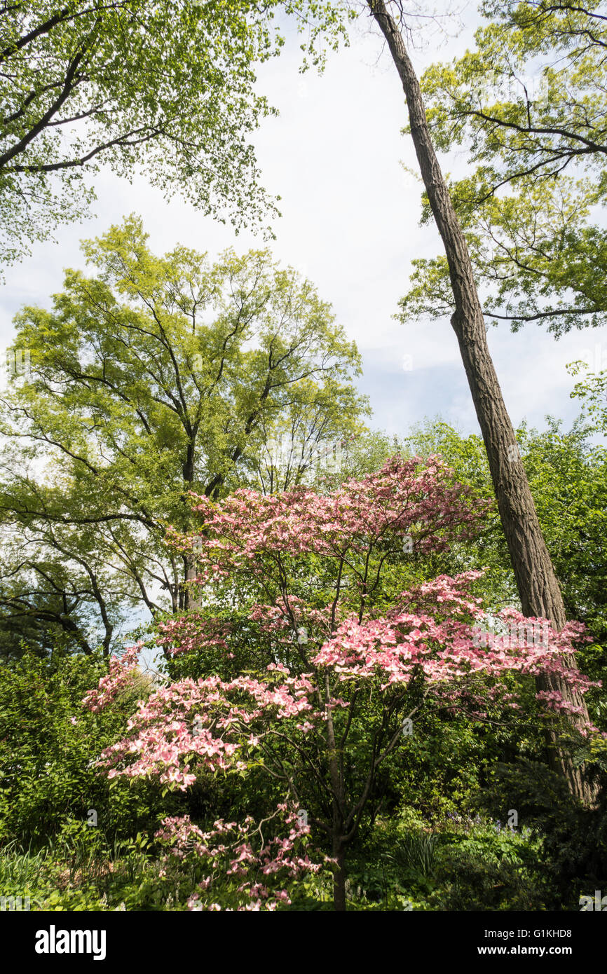 Springtime in Central Park, NYC, USA Stock Photo - Alamy
