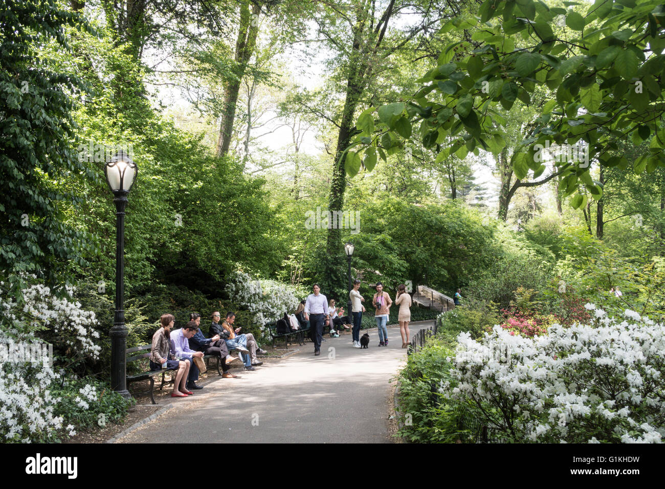 People enjoying pathway in Central Park, NYC Stock Photo - Alamy