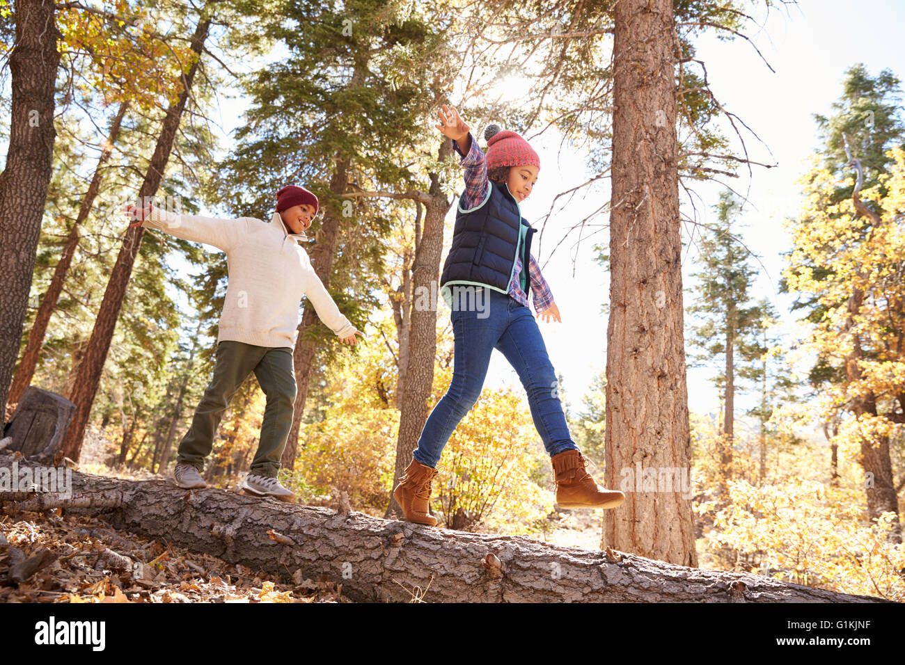 Children Having Fun And Balancing On Tree In Fall Woodland Stock Photo ...