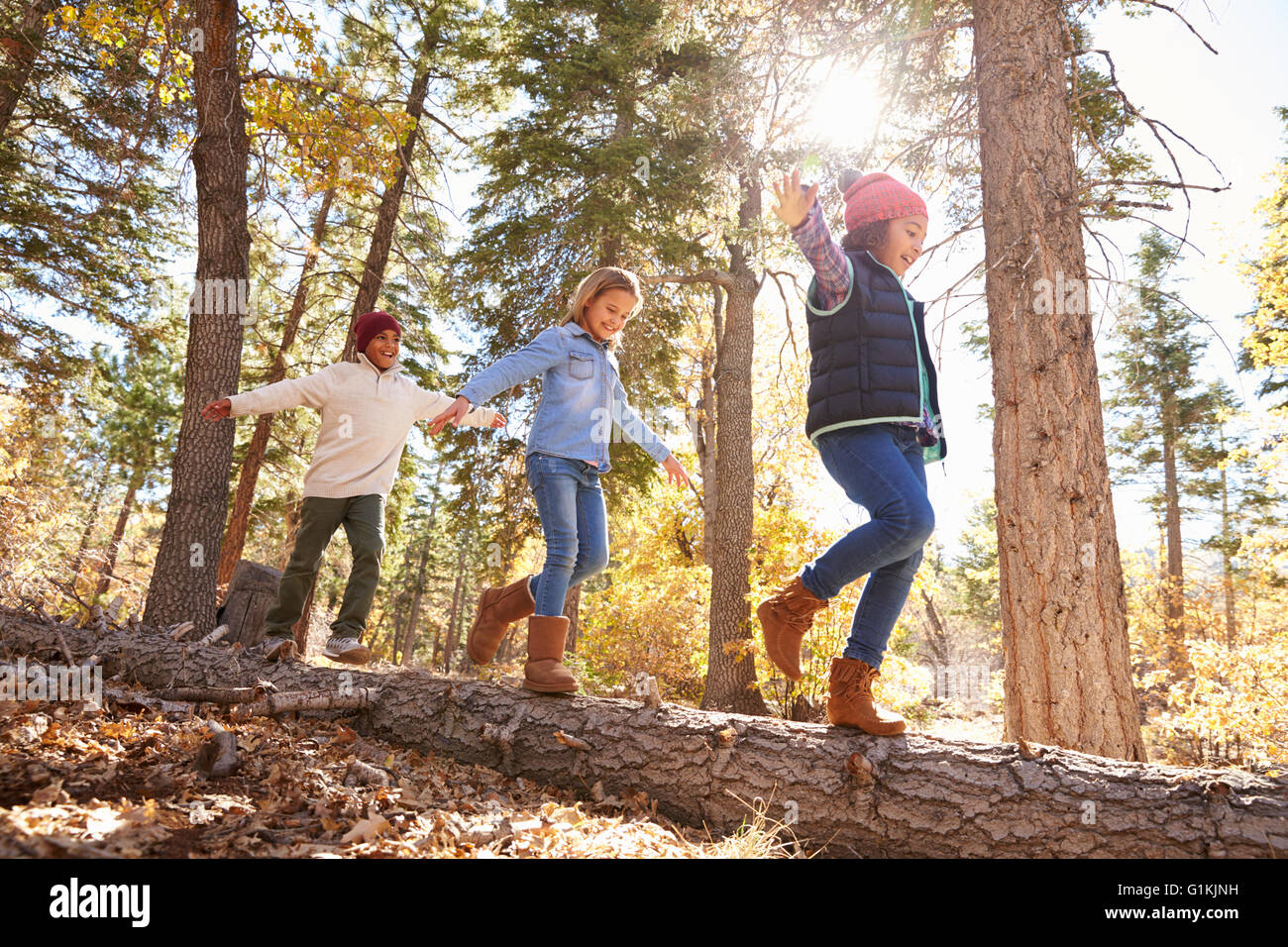 Children Having Fun And Balancing On Tree In Fall Woodland Stock Photo ...