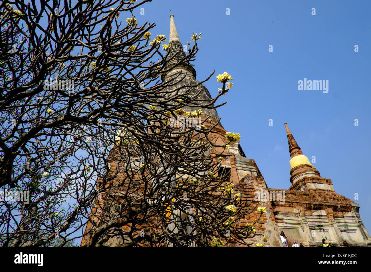 frangipani tree and temple Stock Photo - Alamy
