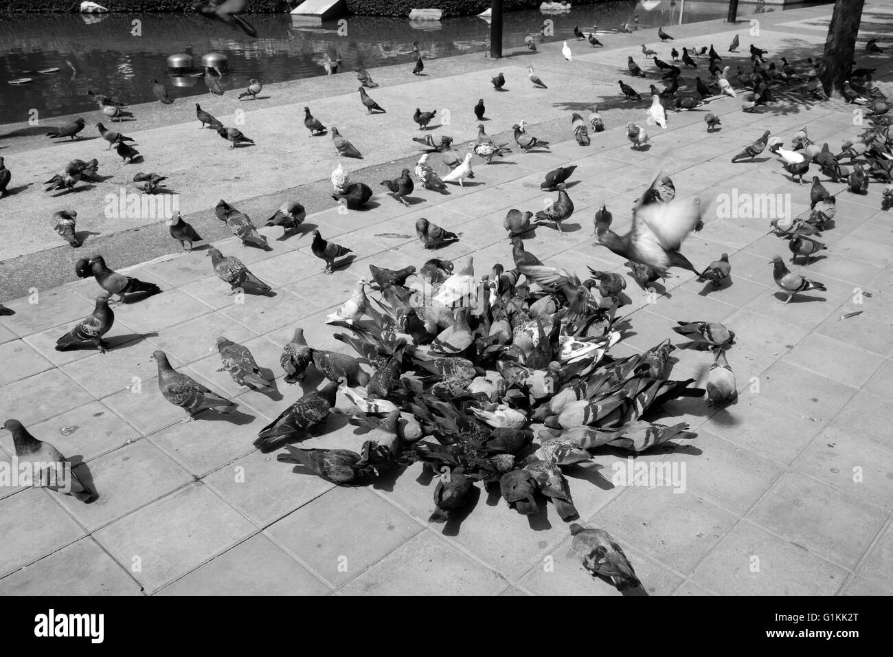 pigeons gathering in bangkok Stock Photo - Alamy