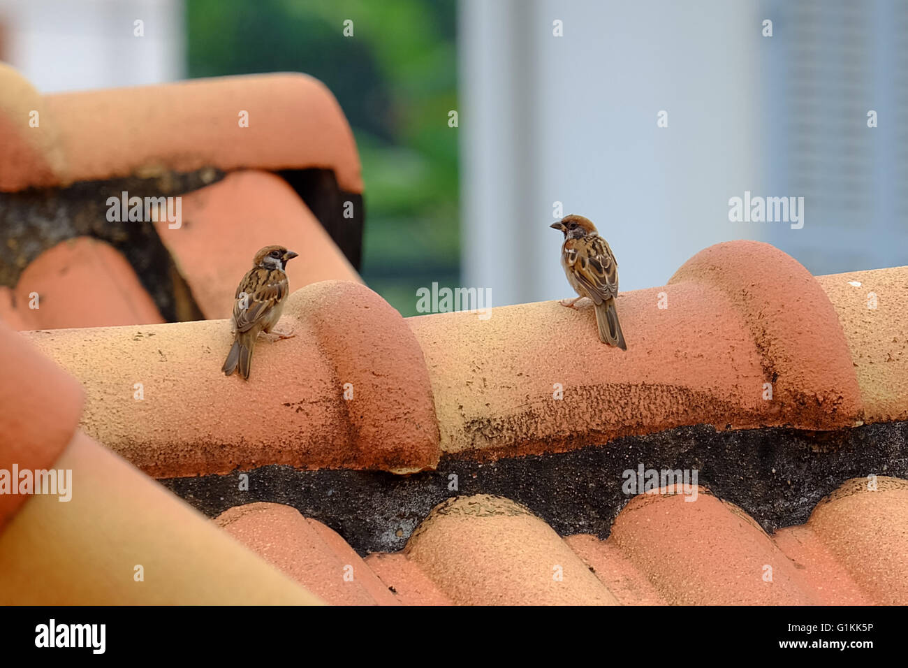 Birds looking at each other hi-res stock photography and images - Alamy
