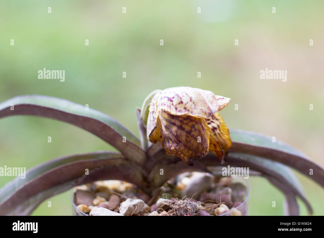 Withered lady slipper orchid from garden Stock Photo - Alamy