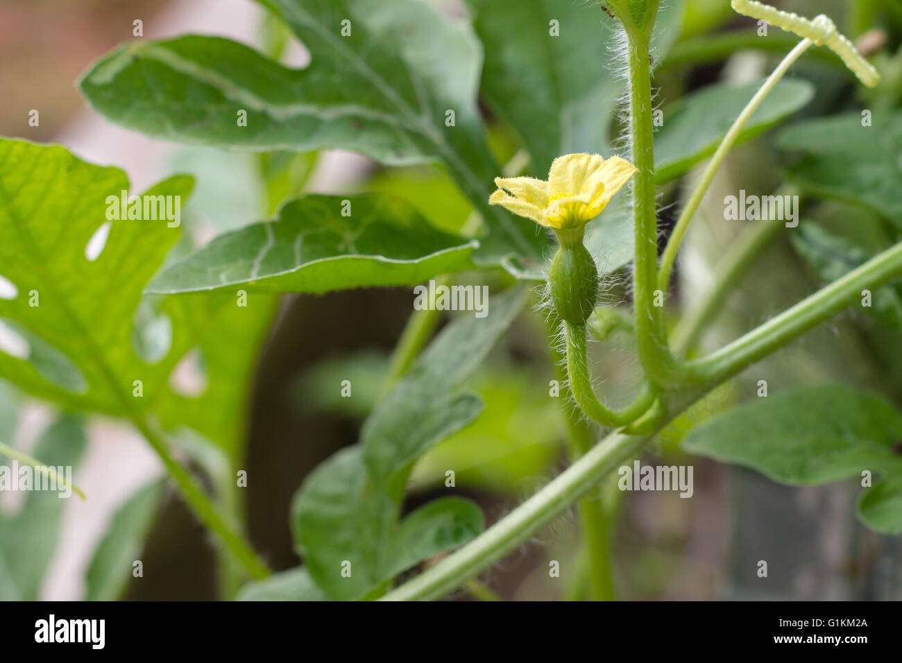 The little baby watermelon and flowers in garden Stock Photo - Alamy