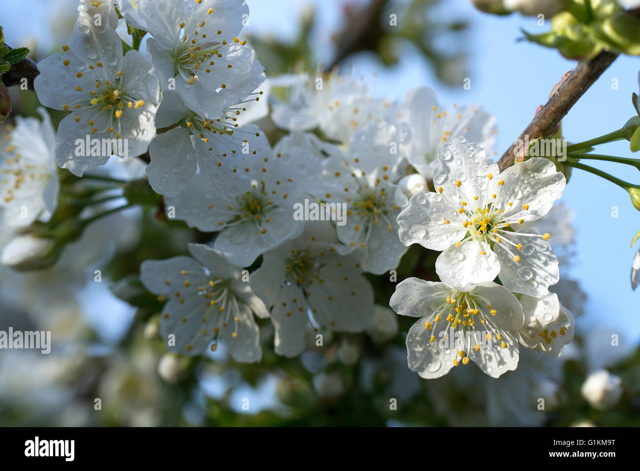Cherry Flowers with water drops Stock Photo - Alamy