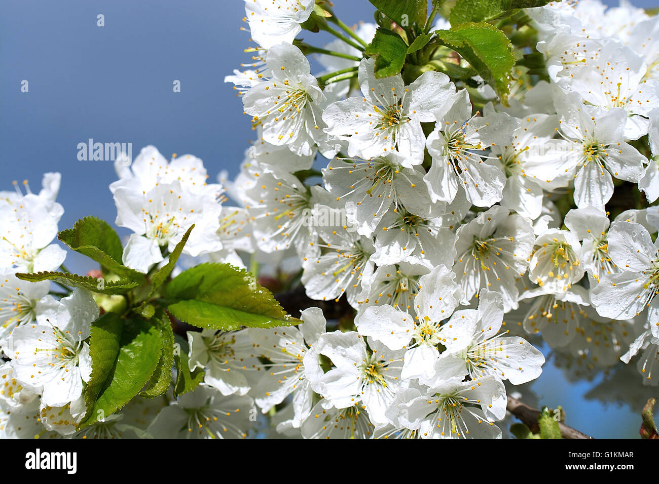 Water cherry blossom hi-res stock photography and images - Alamy