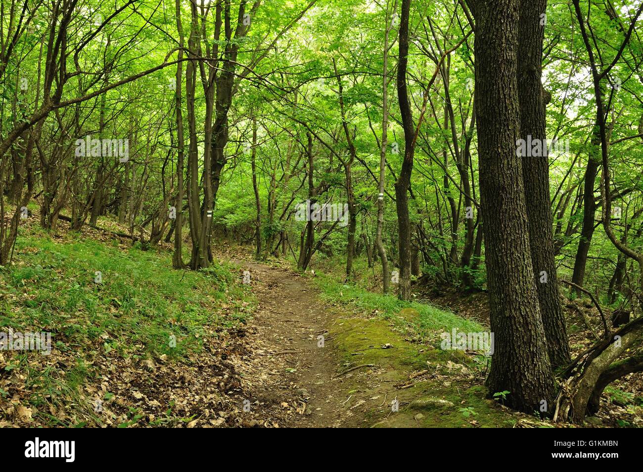 Spring forest scene with high trees Stock Photo - Alamy
