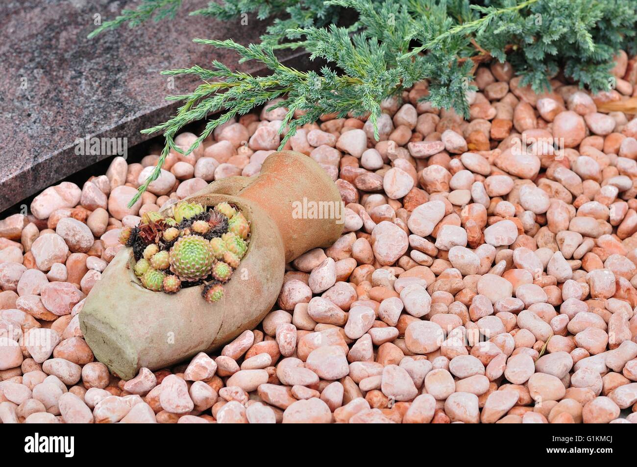 Alpine plants house leek hi-res stock photography and images - Alamy
