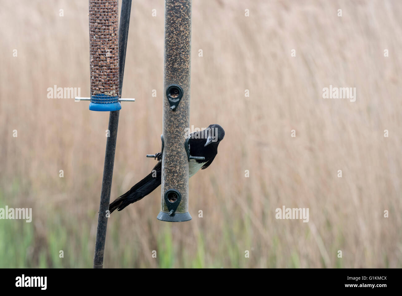 A Magpie using a bird feeder Stock Photo - Alamy