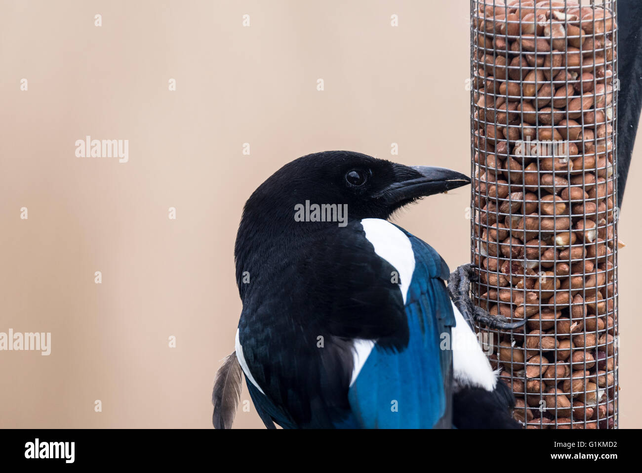 A Magpie using a bird feeder Stock Photo - Alamy