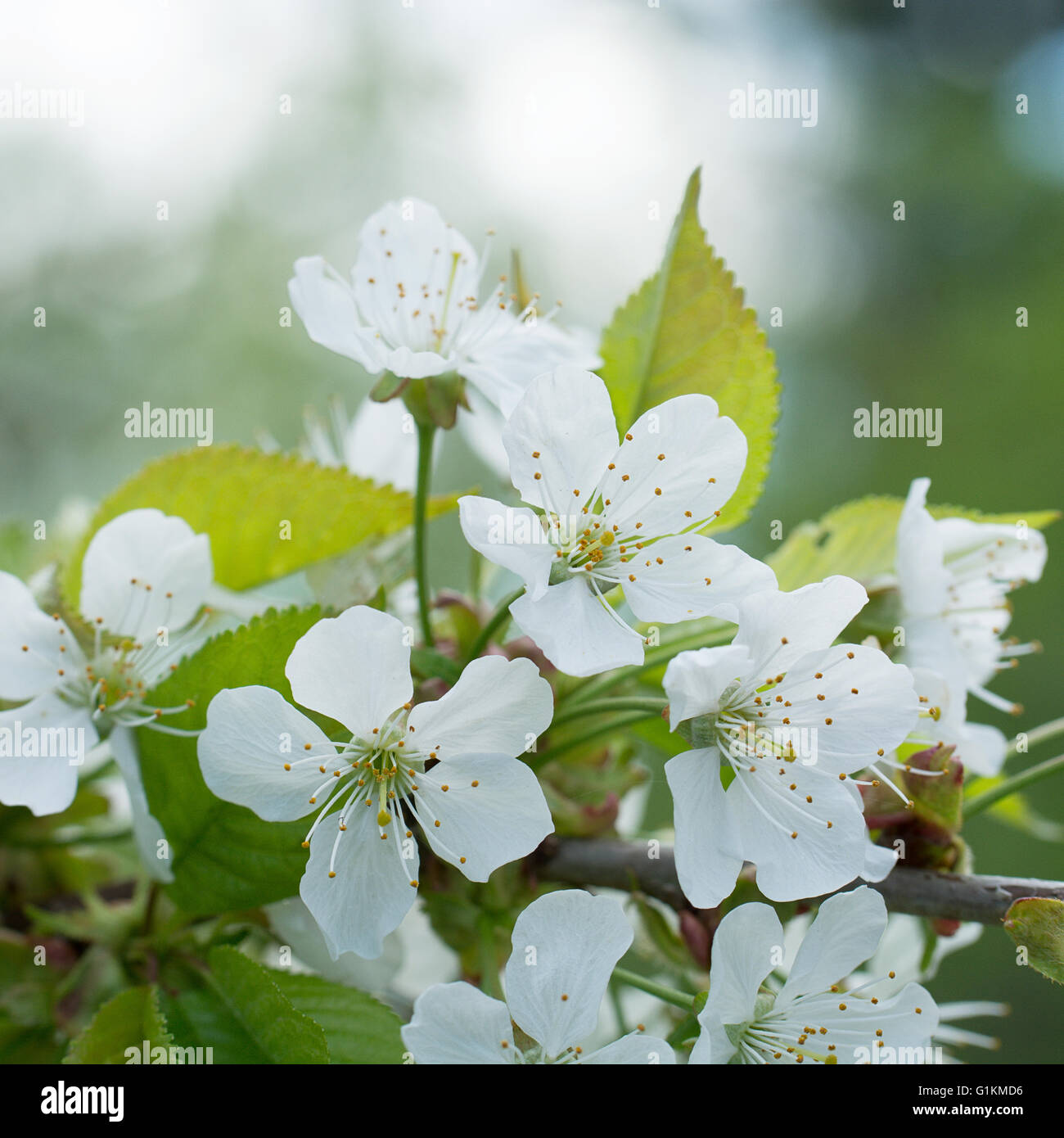 Cherry Flowers with water drops Stock Photo - Alamy