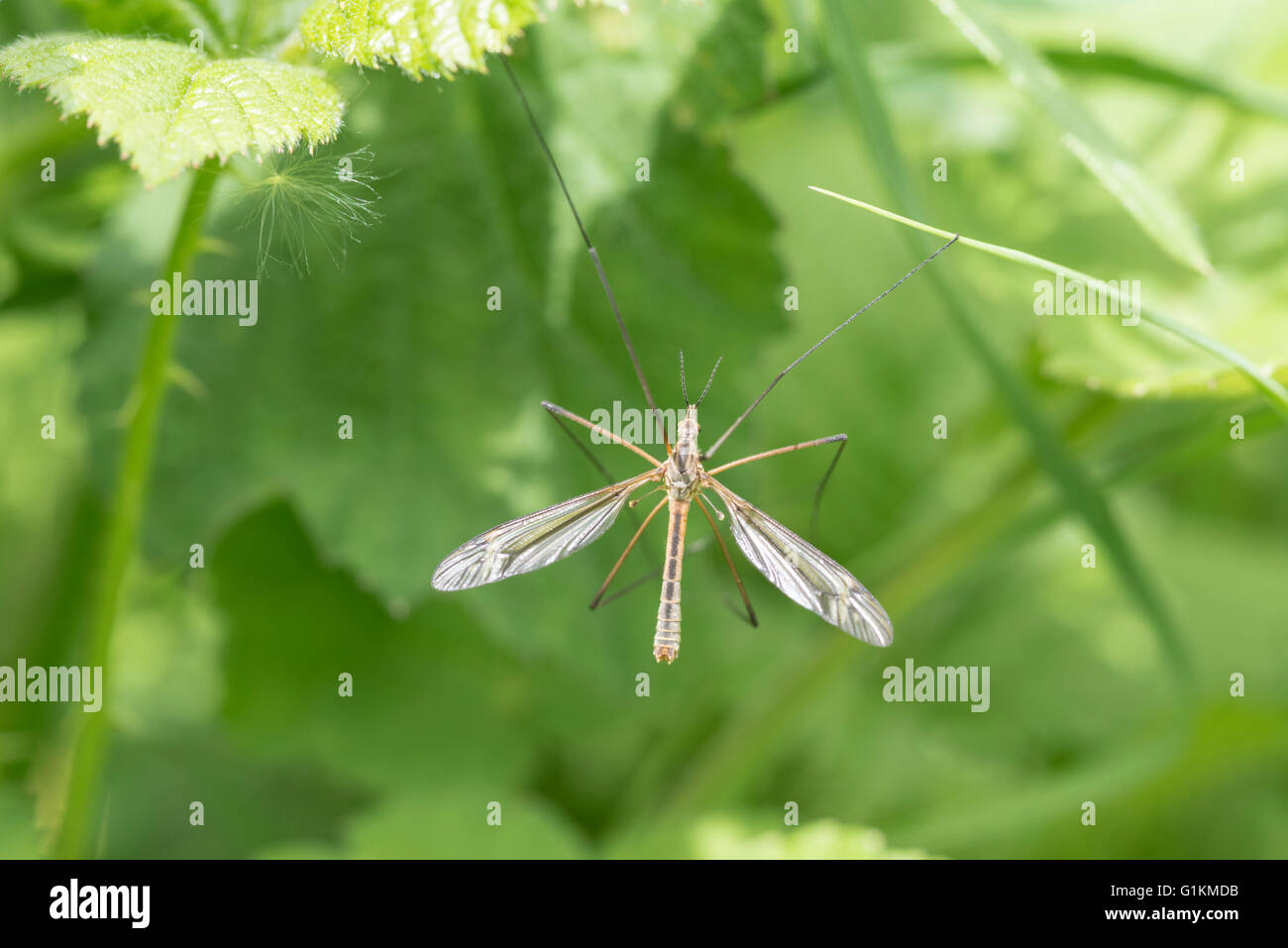 A Tipula sp., a cranefly perched in some vegetation Stock Photo - Alamy