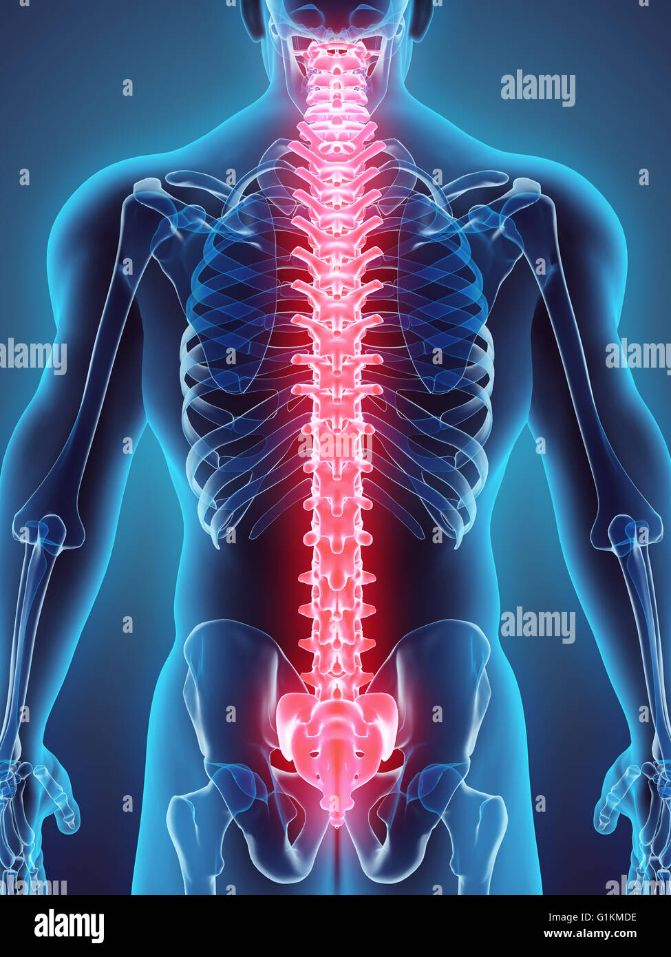 3D illustration of Spine - Part of Human Skeleton Stock Photo - Alamy