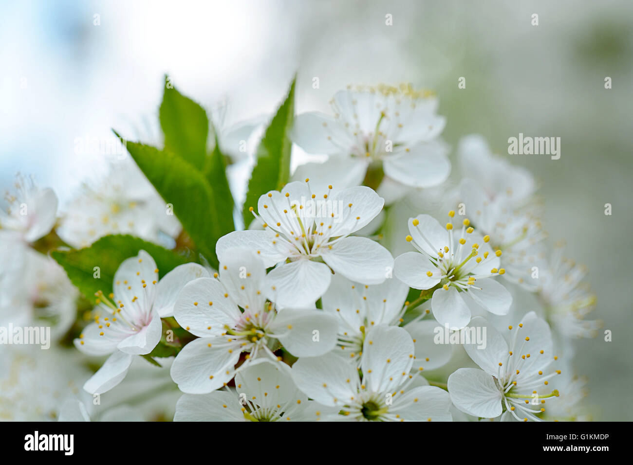 Water cherry blossom hi-res stock photography and images - Alamy