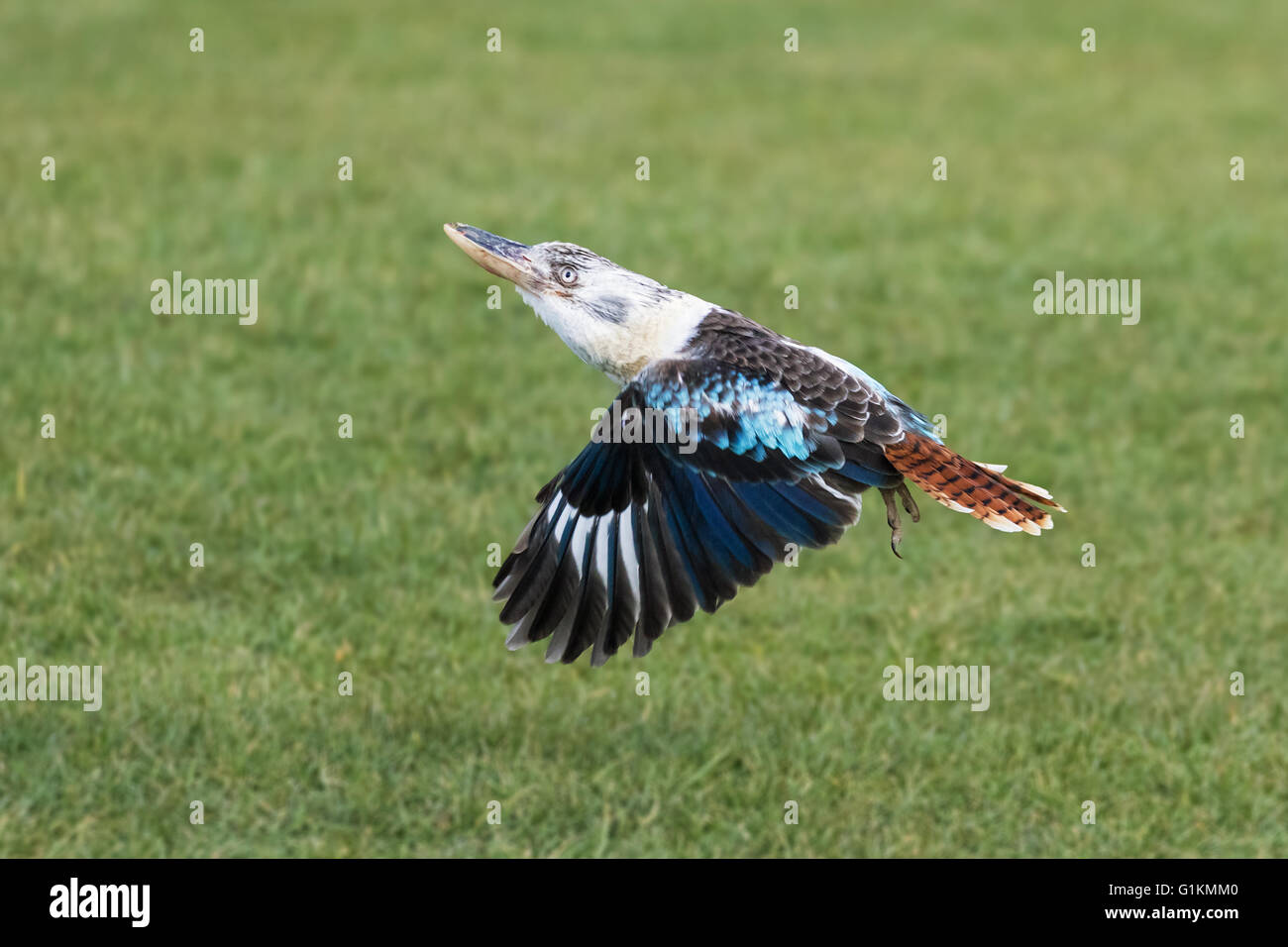 Kookaburra flying hi-res stock photography and images - Alamy