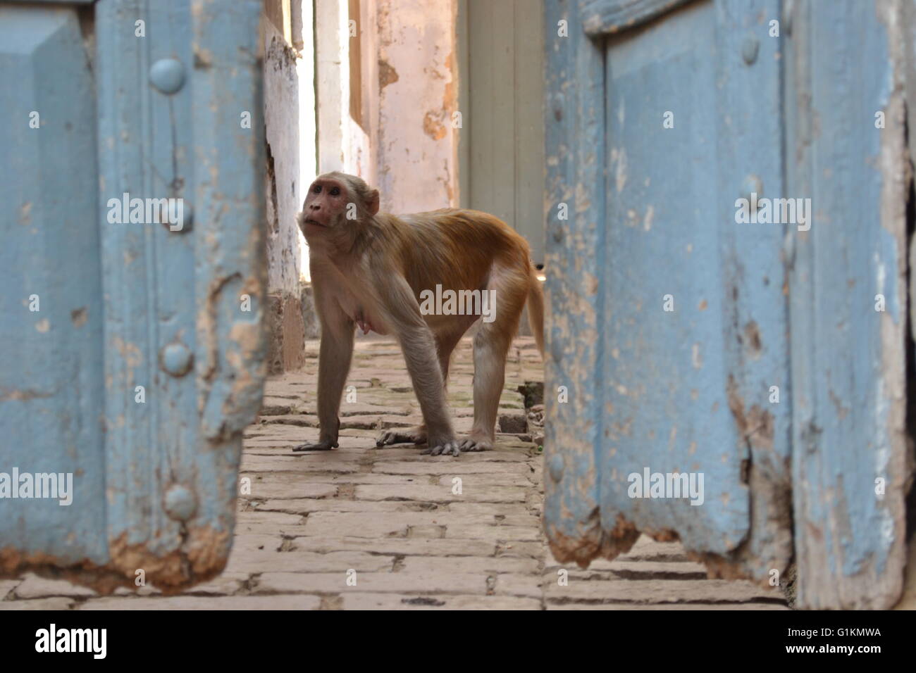Monkey in doorway in India Stock Photo - Alamy