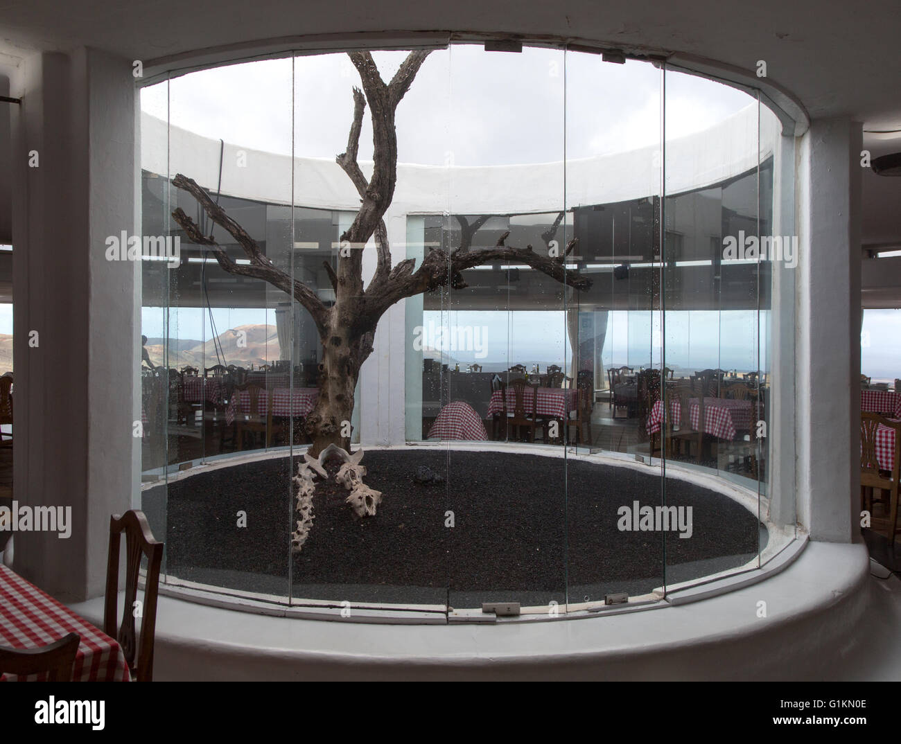 Fig tree growing in centre of restaurant designed by Cesar Manrique ...