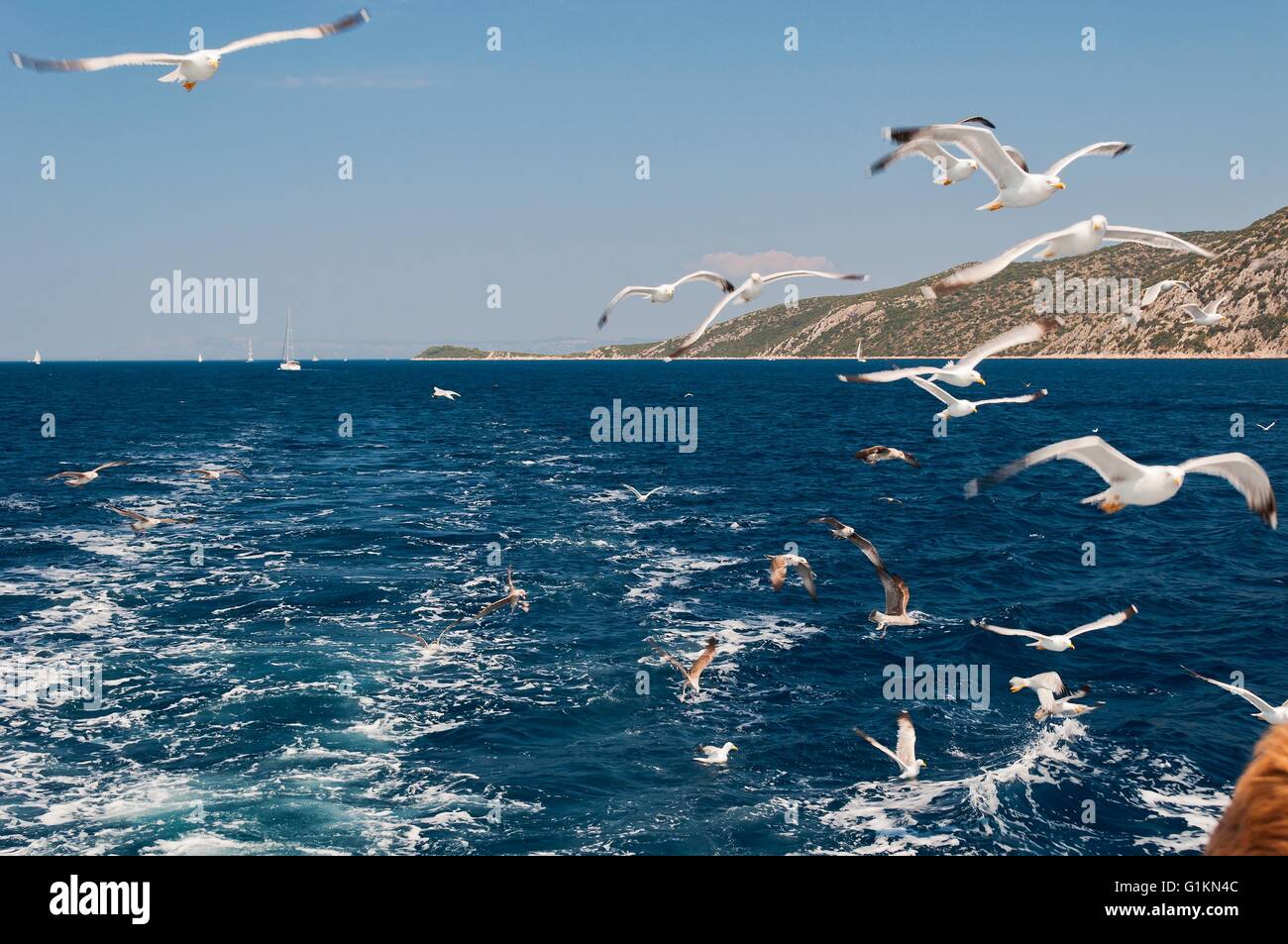 Flock of seagulls flying over sea behind the ship Stock Photo - Alamy
