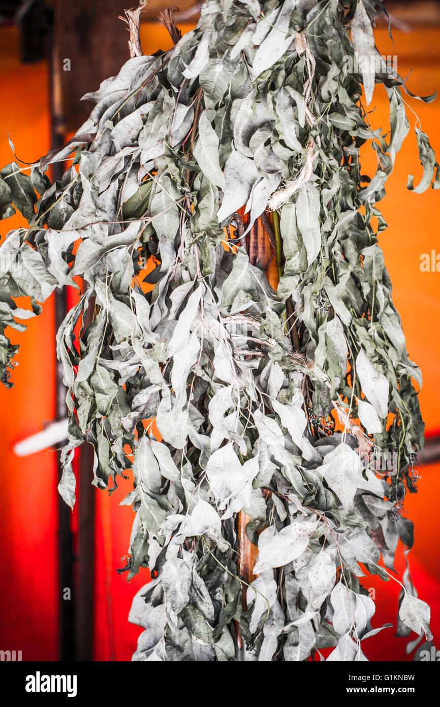 Tea, sample herbs drying in the sun Stock Photo - Alamy