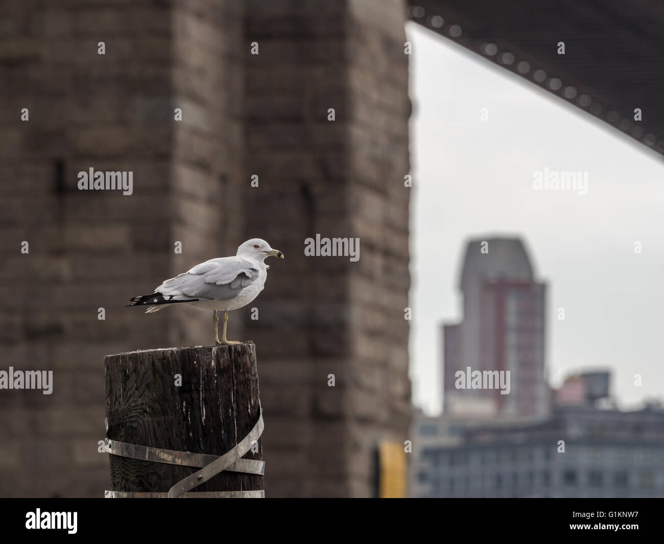 Brooklyn Bridge is a hybrid cable-stayed/suspension bridge in New York ...