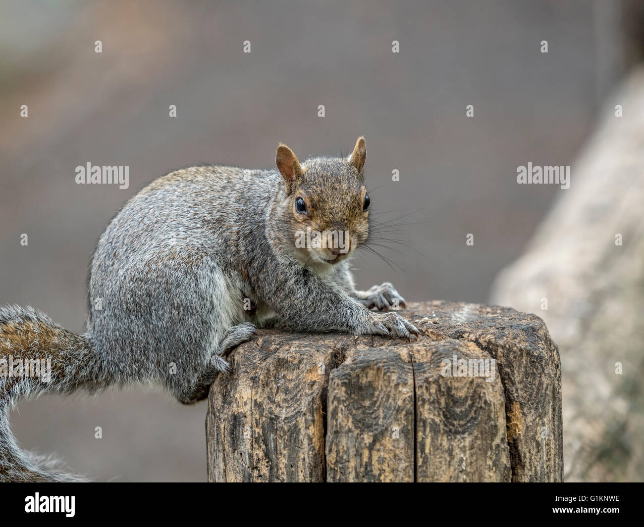 Sciurus carolinensis, common name eastern gray squirrel or grey ...